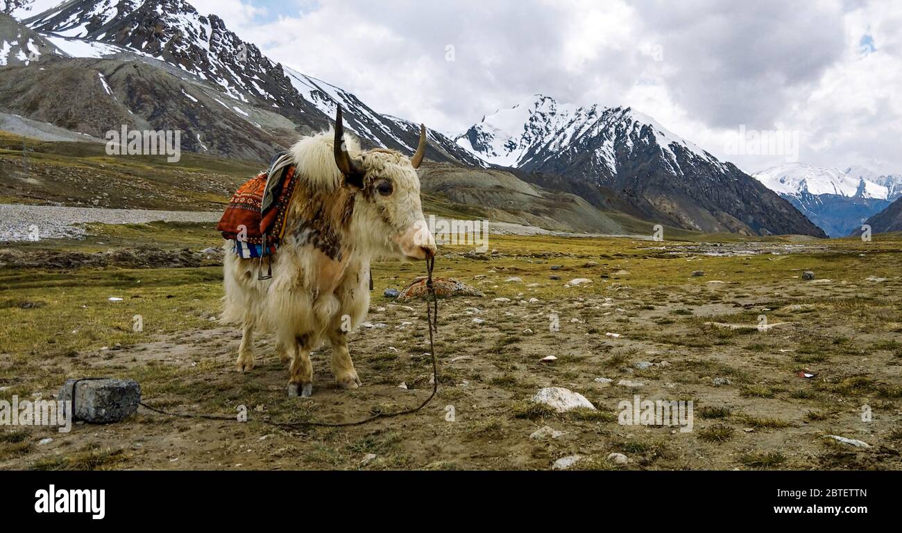 Yak Khunjerab Pass Beautiful Yak In The Mountains, Near Pak China
