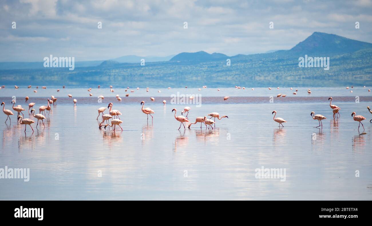 Big Group of Pink Lesser Flamingo at Lake Natron, Tanzania, Africa ...