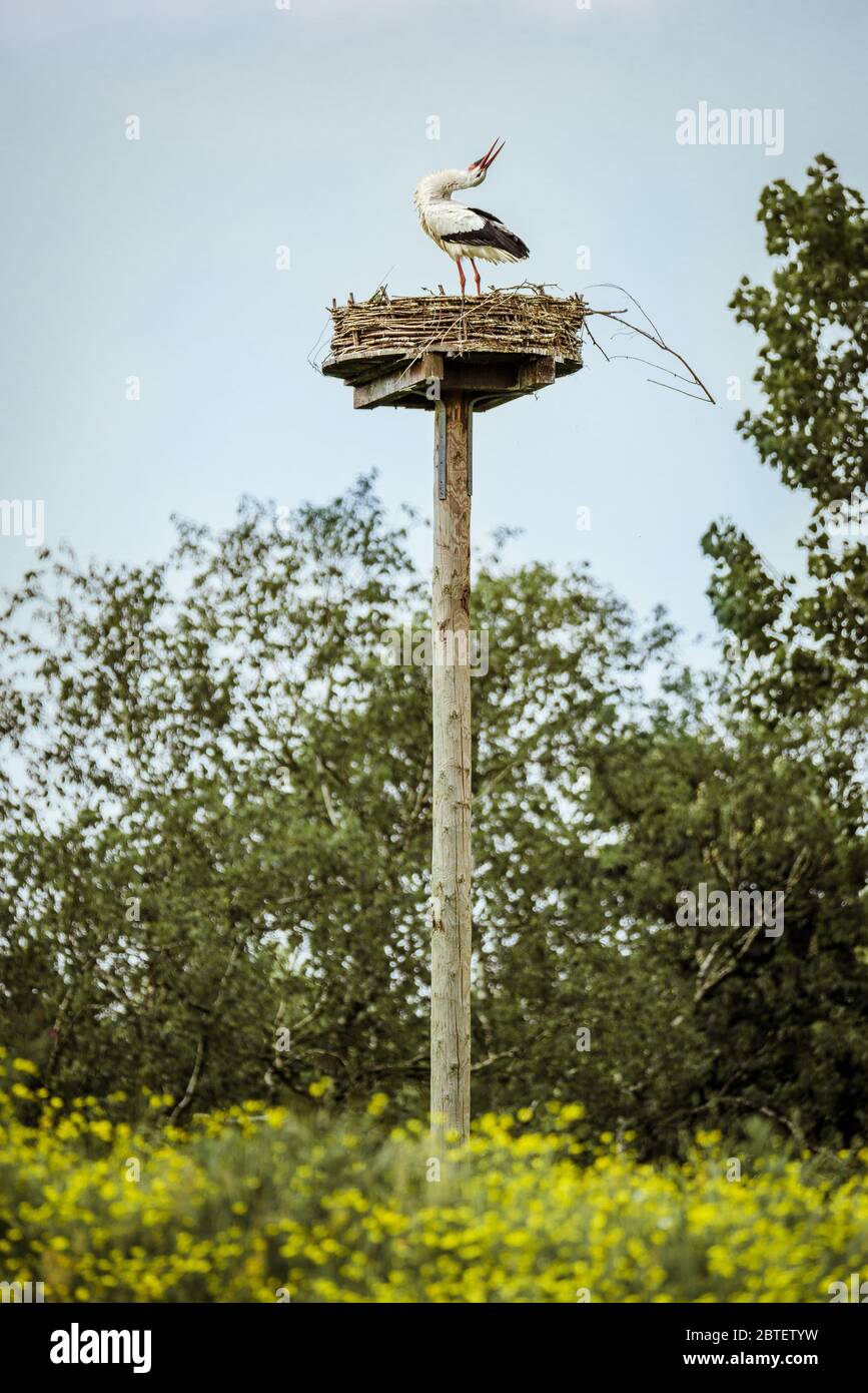 A White Stork on a man-made nesting platform Stock Photo - Alamy
