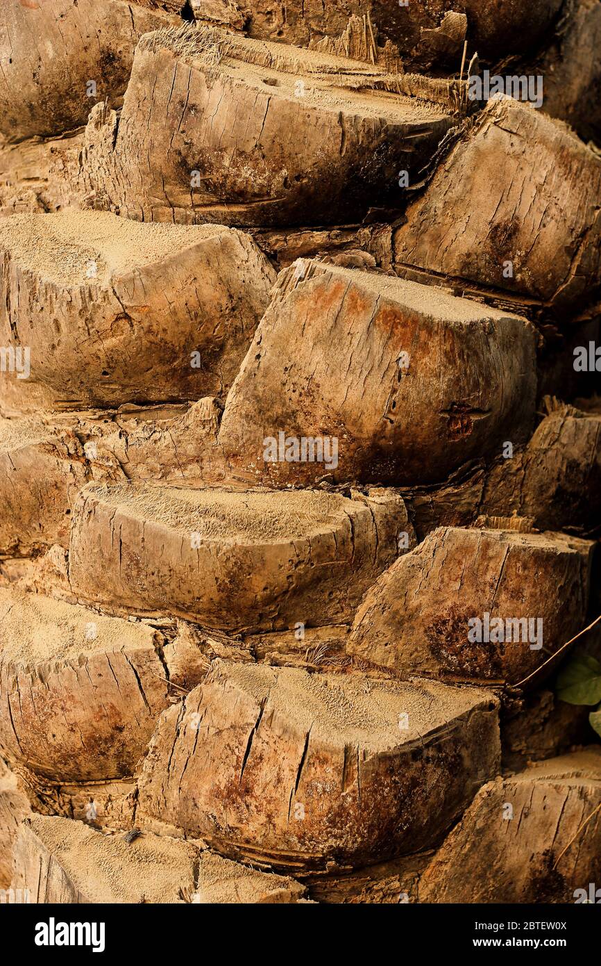 Date palm texture hi-res stock photography and images - Alamy