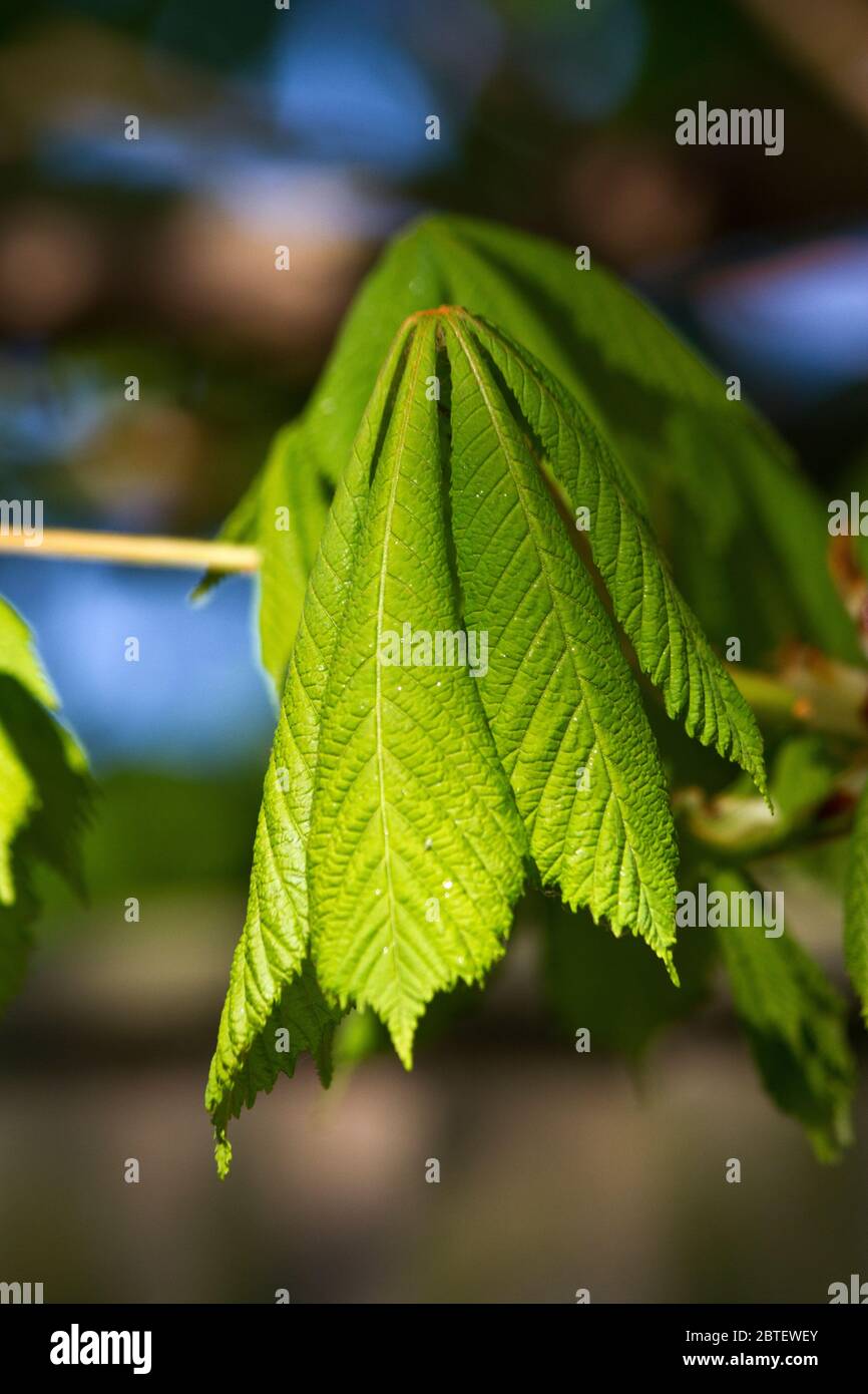 Spreading chestnut tree hi-res stock photography and images - Alamy