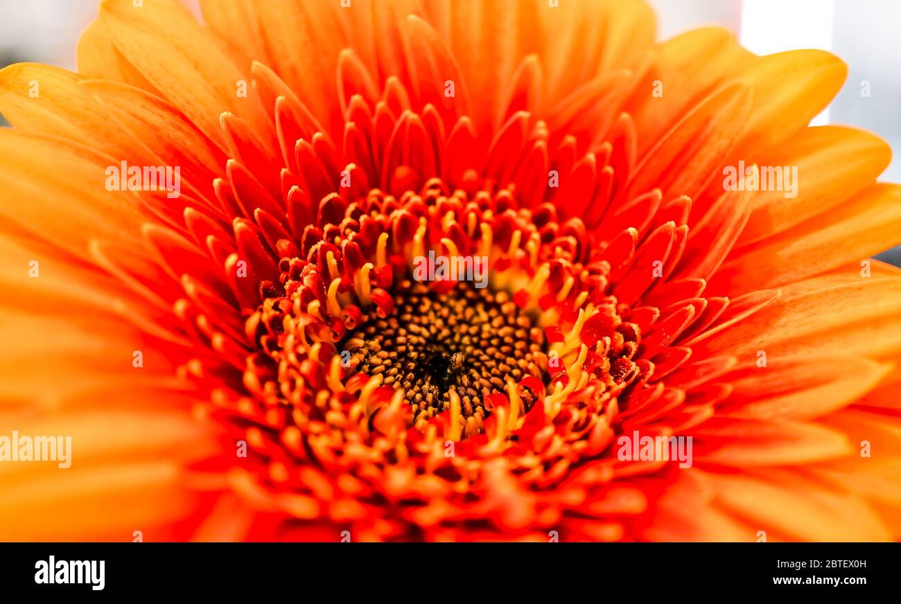 Big selection hi-res stock photography and images - Alamy