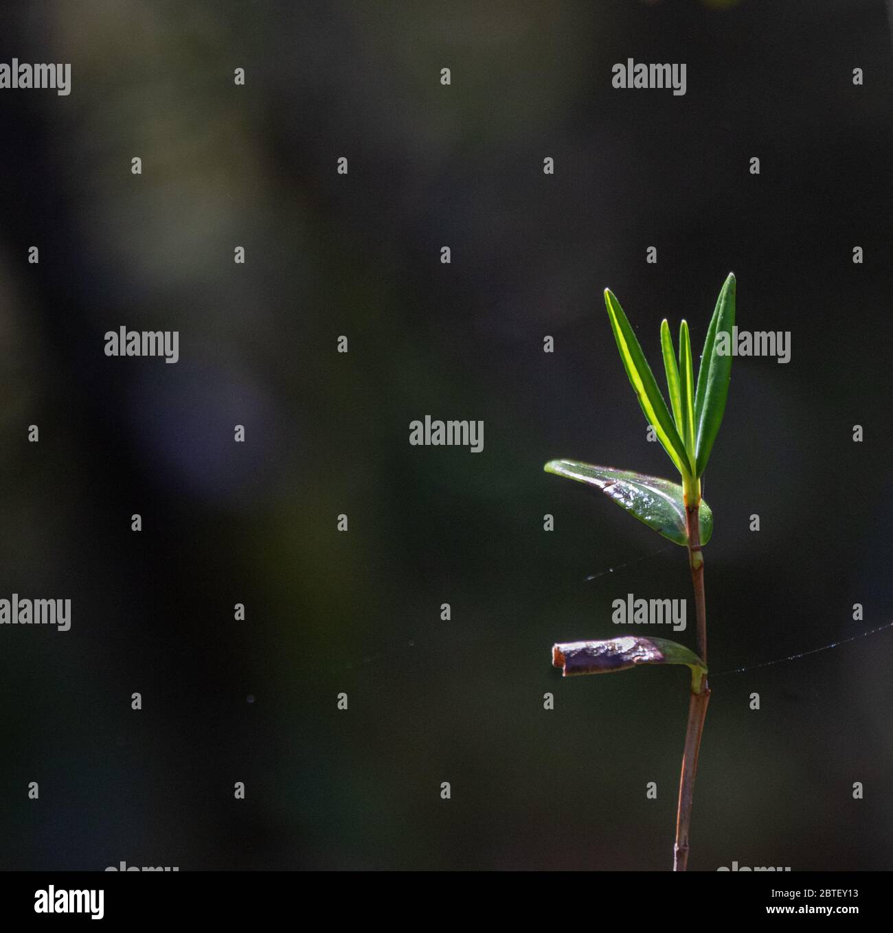 A nature background small green plant backlit sprig in a marsh in ...
