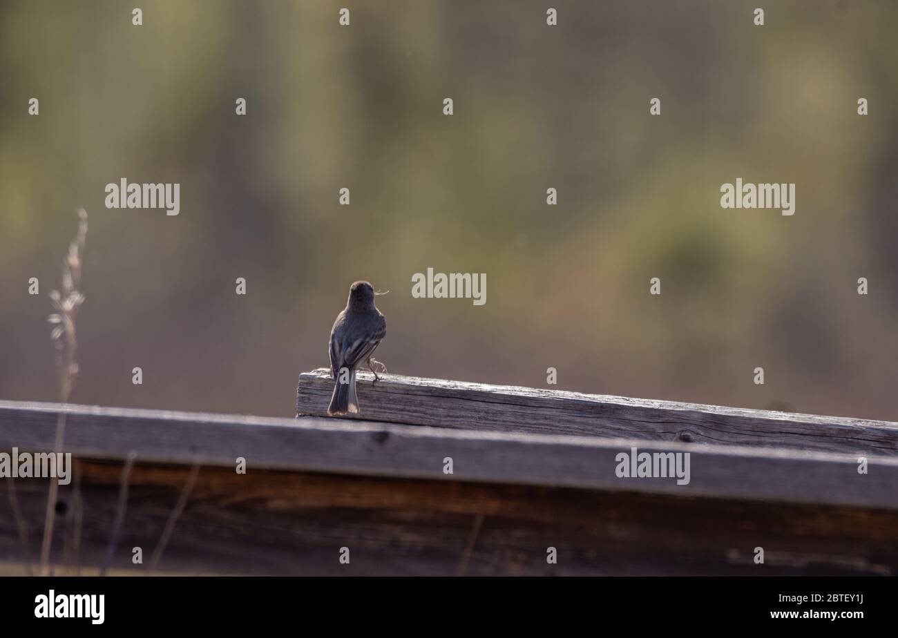 Bog bird hi-res stock photography and images - Alamy