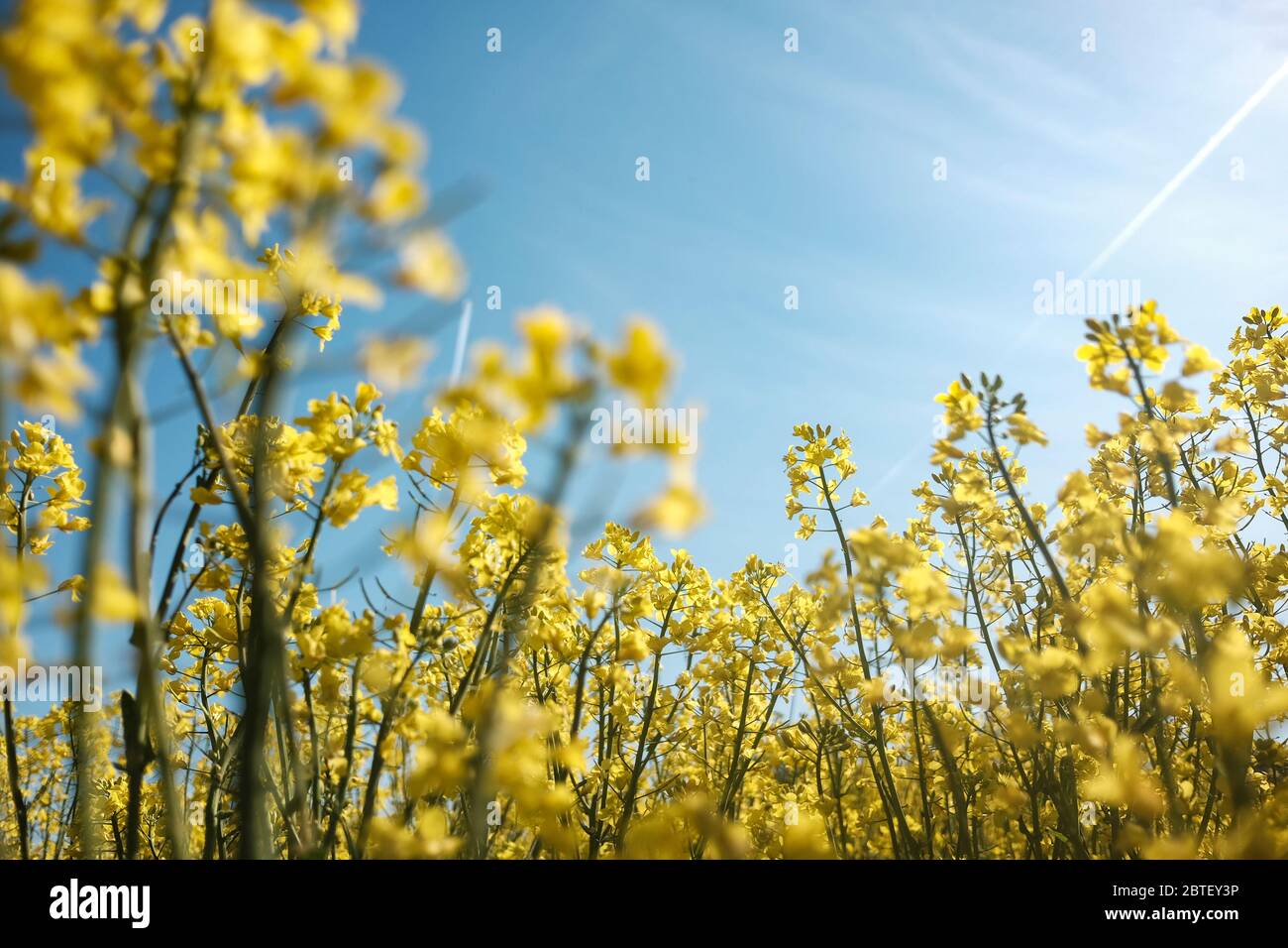 Wide shot of Colza cultivation, this yellow beauty will become oil one ...