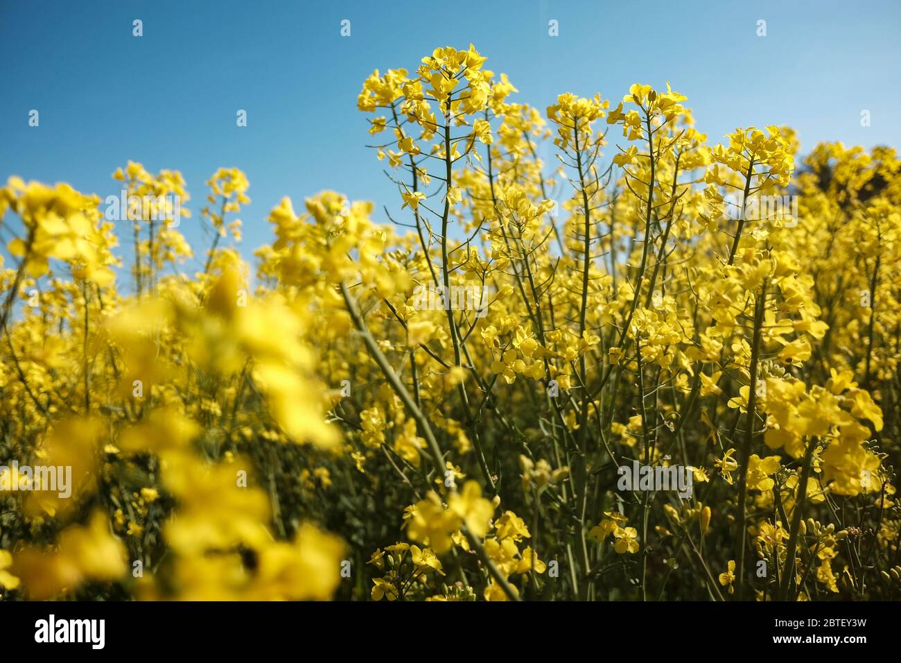 Wide shot of Colza cultivation, this yellow beauty will become oil one ...