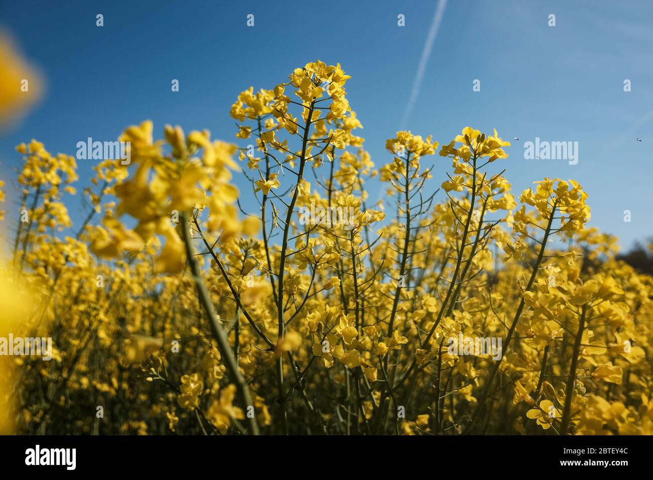 Wide shot of Colza cultivation, this yellow beauty will become oil one ...
