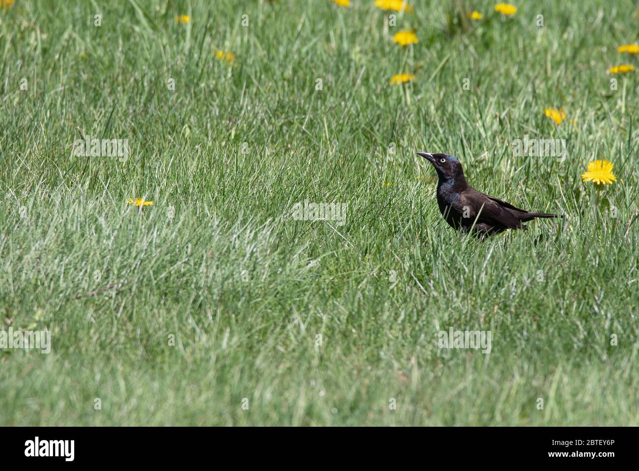 Background yellow green hi-res stock photography and images - Alamy
