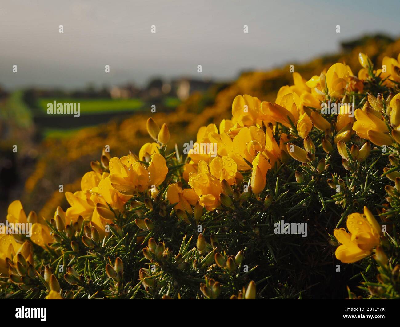 Macro foto of common gorse, ulex europeaus, Ireland, spring Stock Photo ...