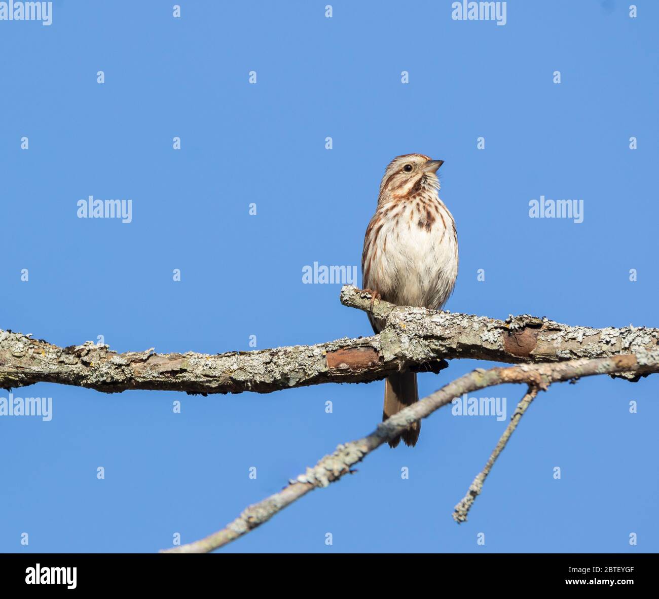 Sparrow Blue Background High Resolution Stock Photography and Images ...