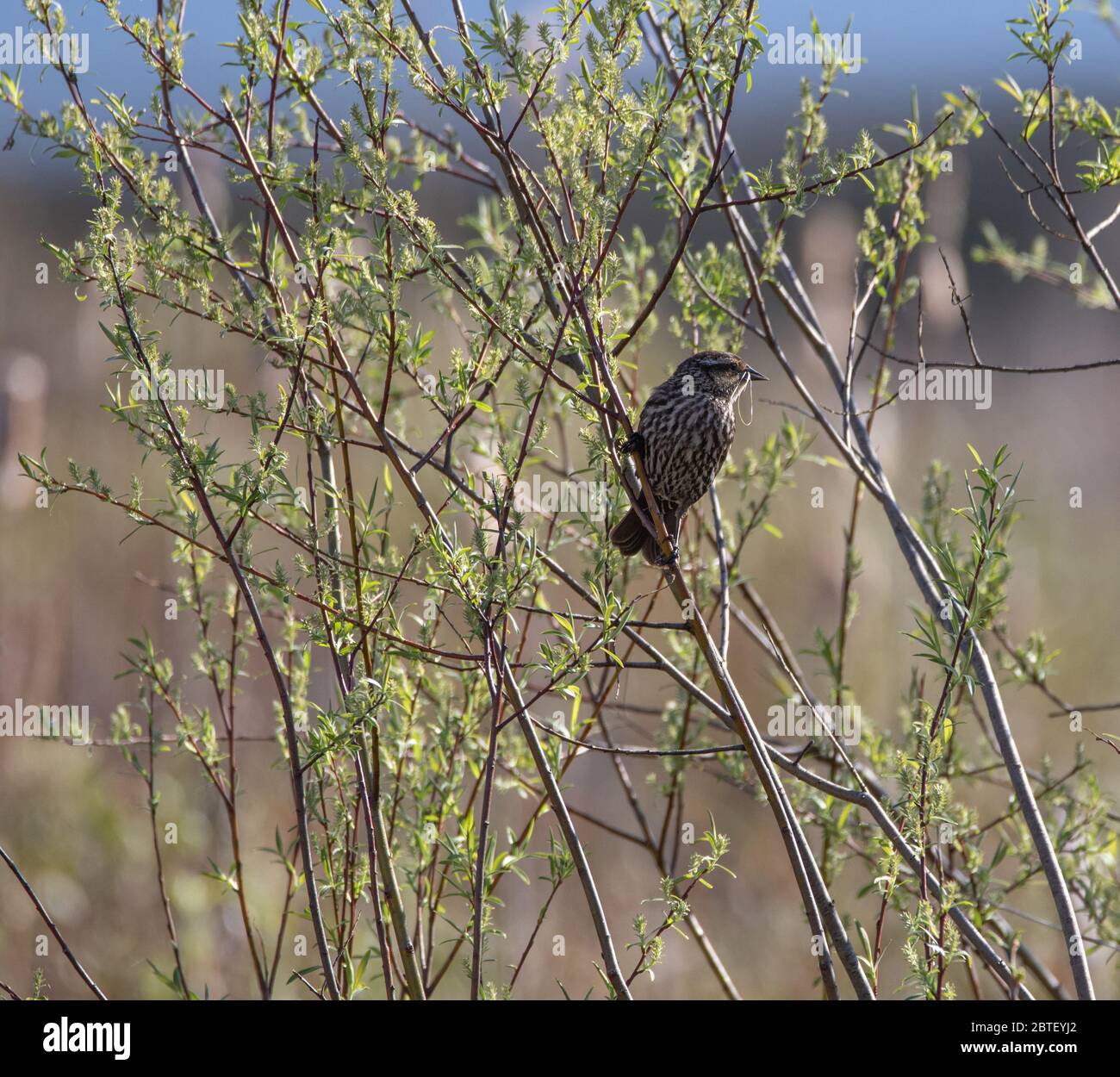 A small red-winged blackbird silhouetted in soft morning light in a ...