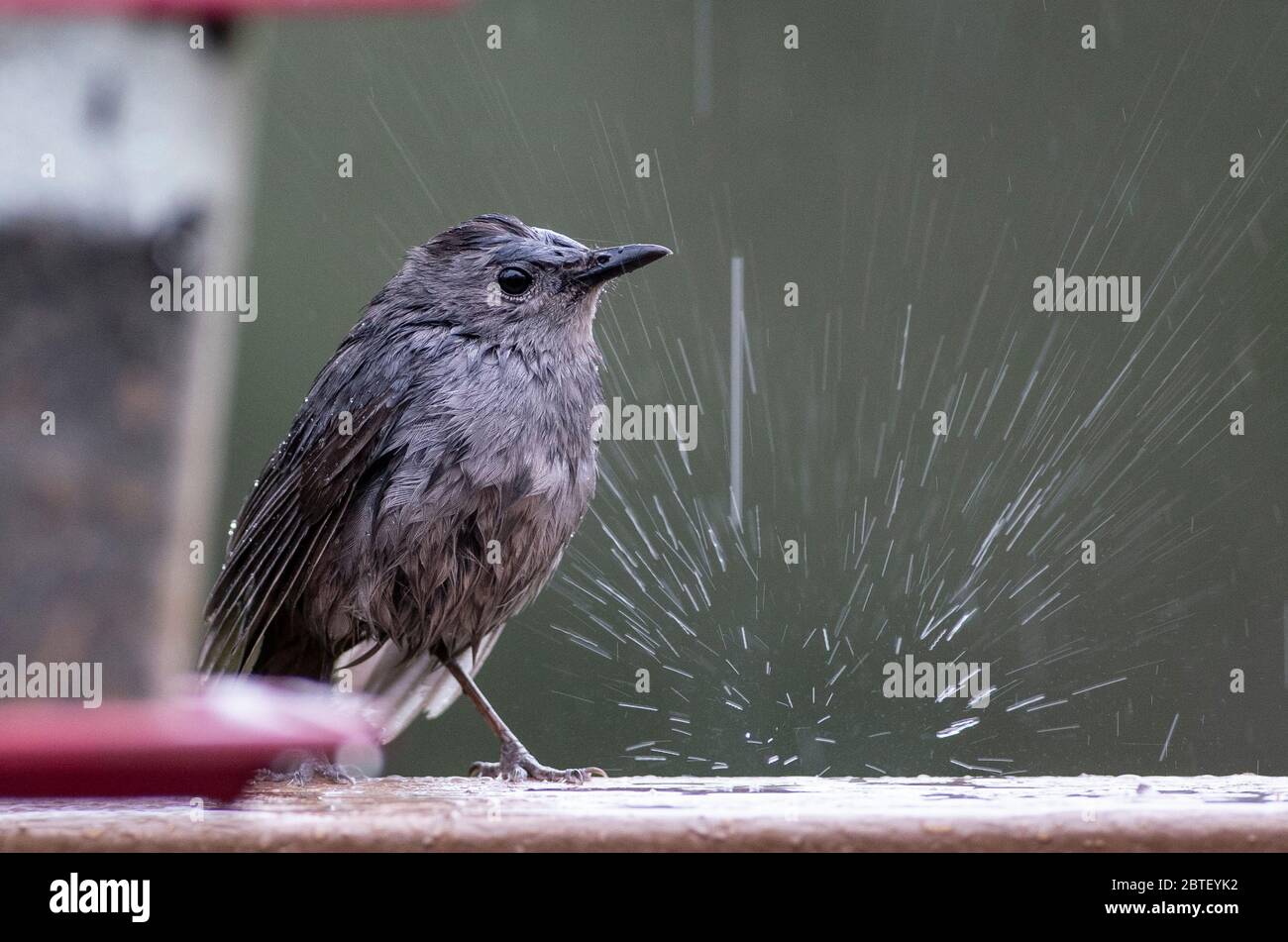 Rain splat hi-res stock photography and images - Alamy