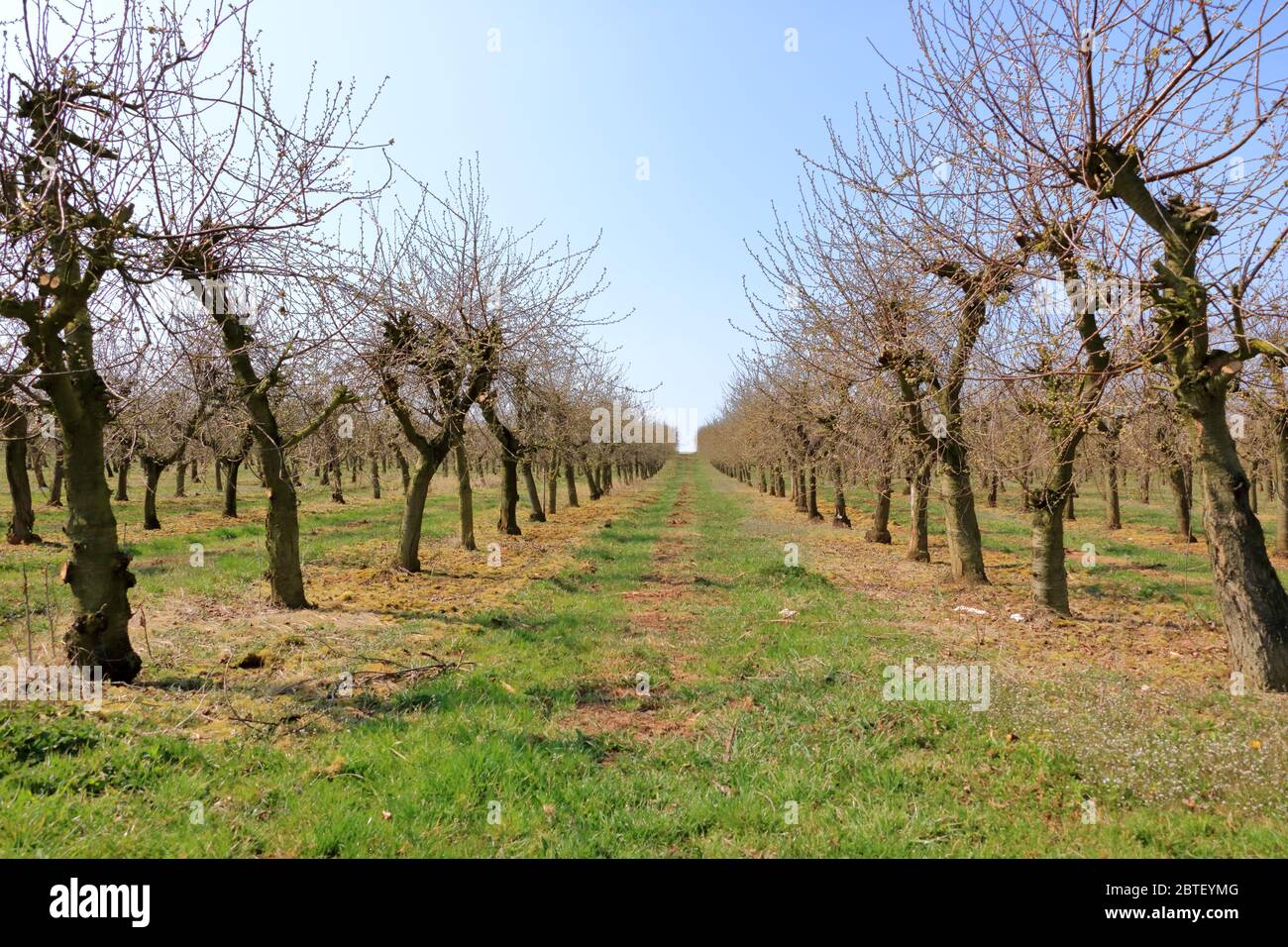 Cherry trees plantation in the spring time Stock Photo - Alamy