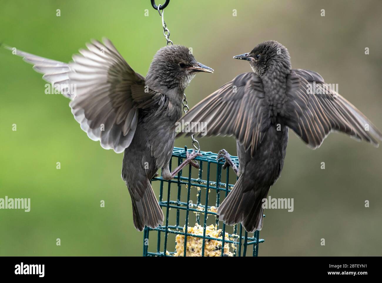 Backing off hi-res stock photography and images - Alamy