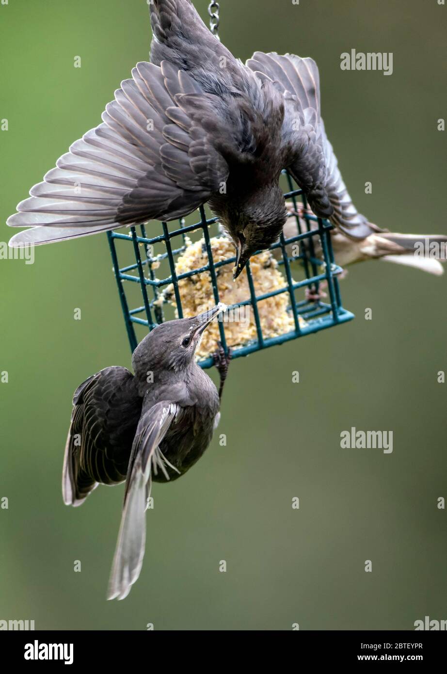 Tucking hi-res stock photography and images - Alamy