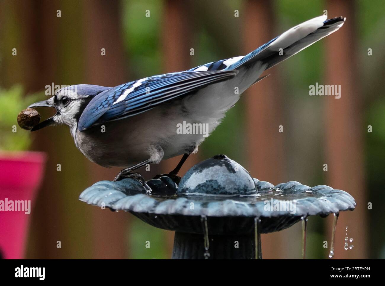 Tail up hi-res stock photography and images - Alamy