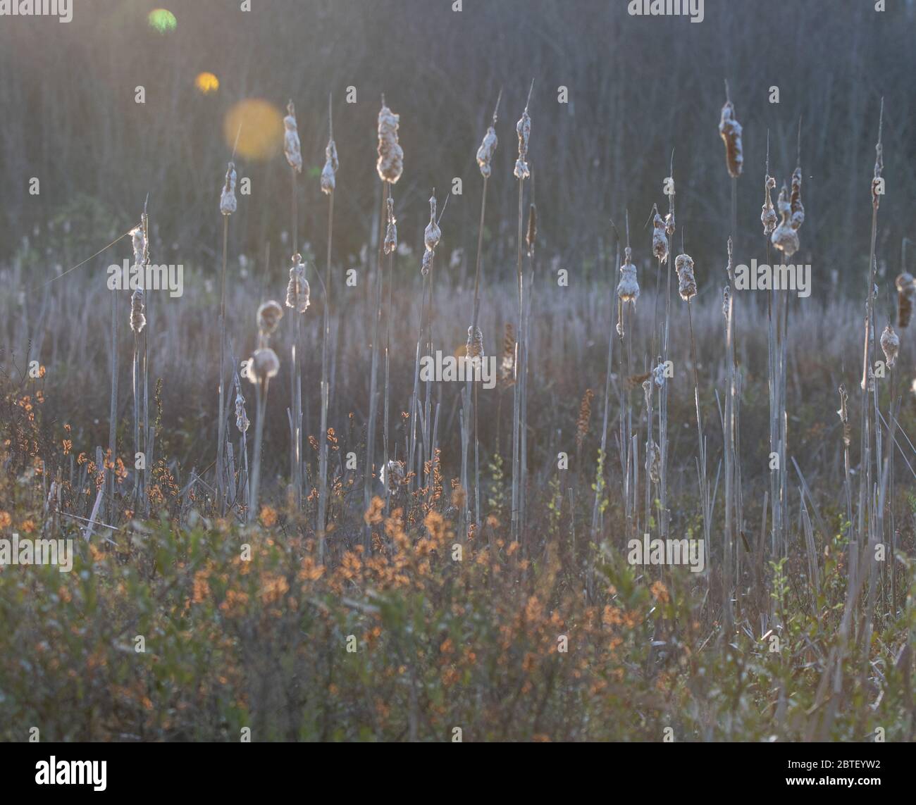 Spring nature background of marsh vegetation in morning sunlight Stock ...