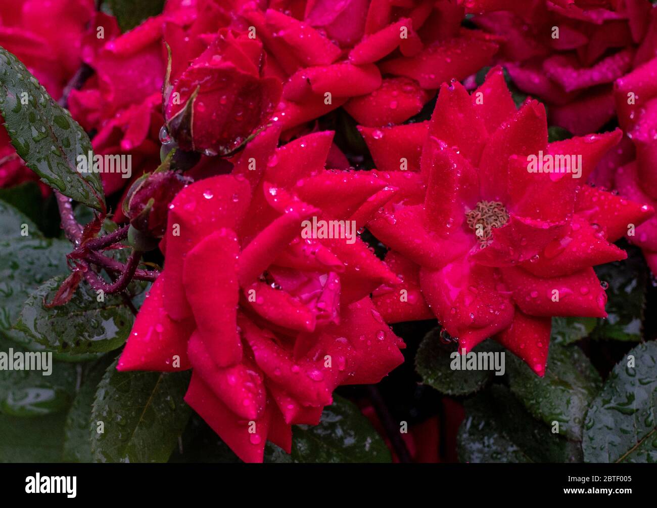 Red spring roses Stock Photo - Alamy