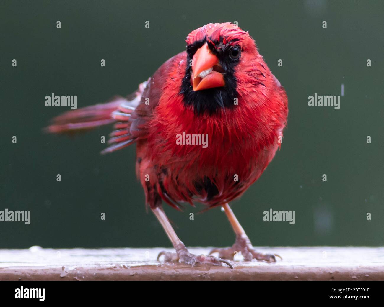 Northern Cardinal in the rain Stock Photo - Alamy