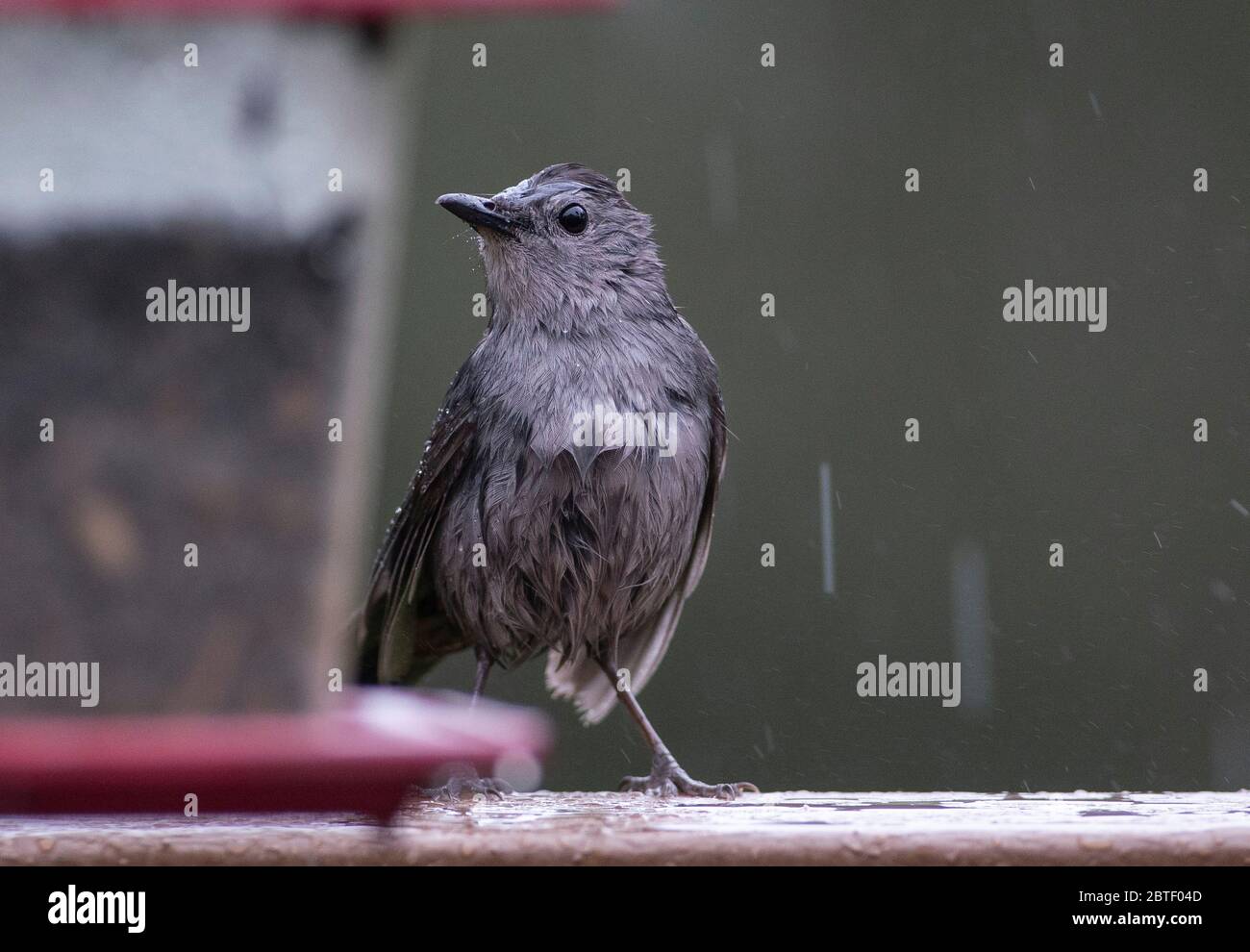 Wet catbird hi-res stock photography and images - Alamy