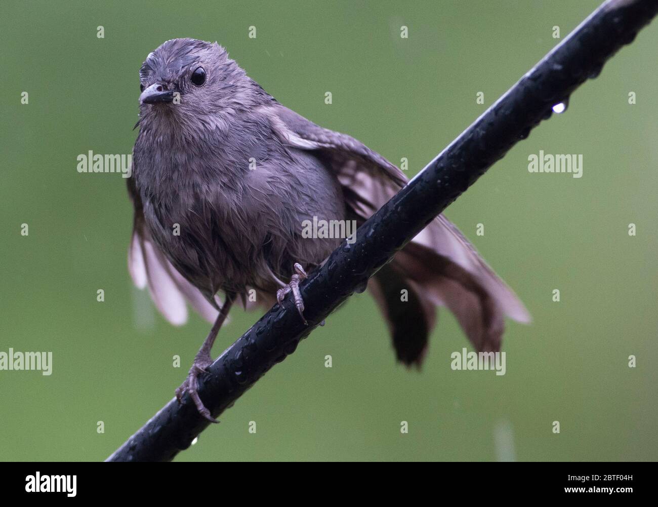 Wet catbird hi-res stock photography and images - Alamy