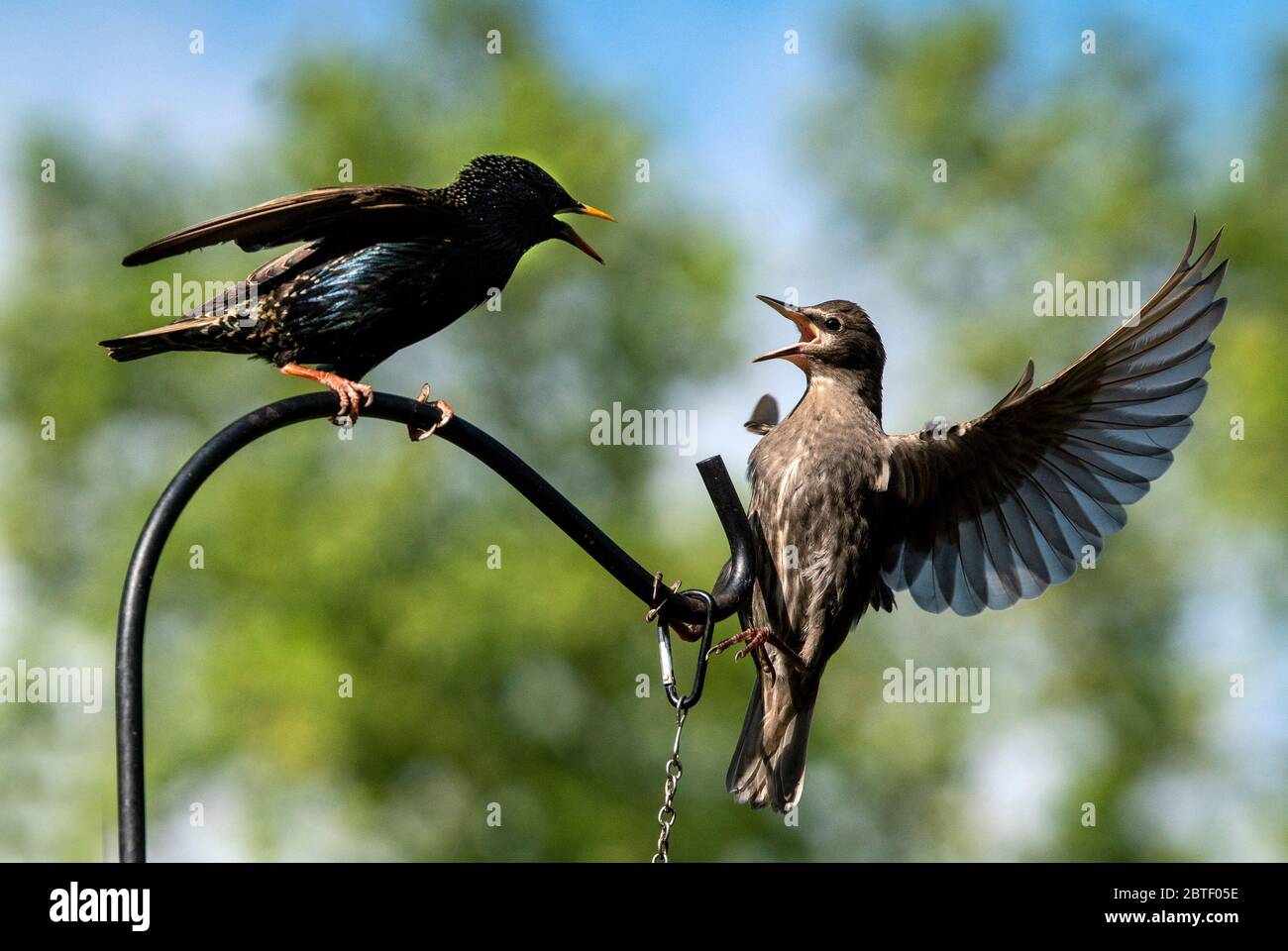 Waiting to be feed hi-res stock photography and images - Alamy