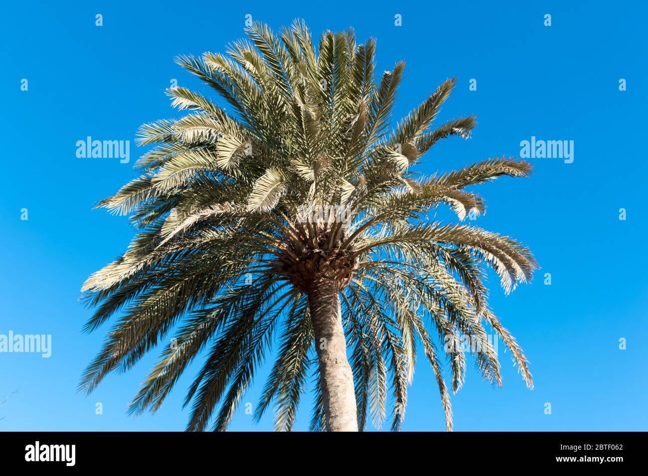 A beautiful palm tree in Playa del Ingles, Maspalomas, Gran Canaria ...