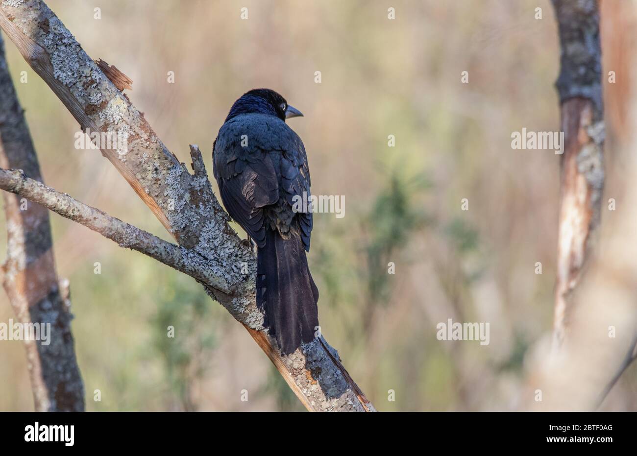 A large Common Grackle in a dead tree in a marsh in springtime Stock ...