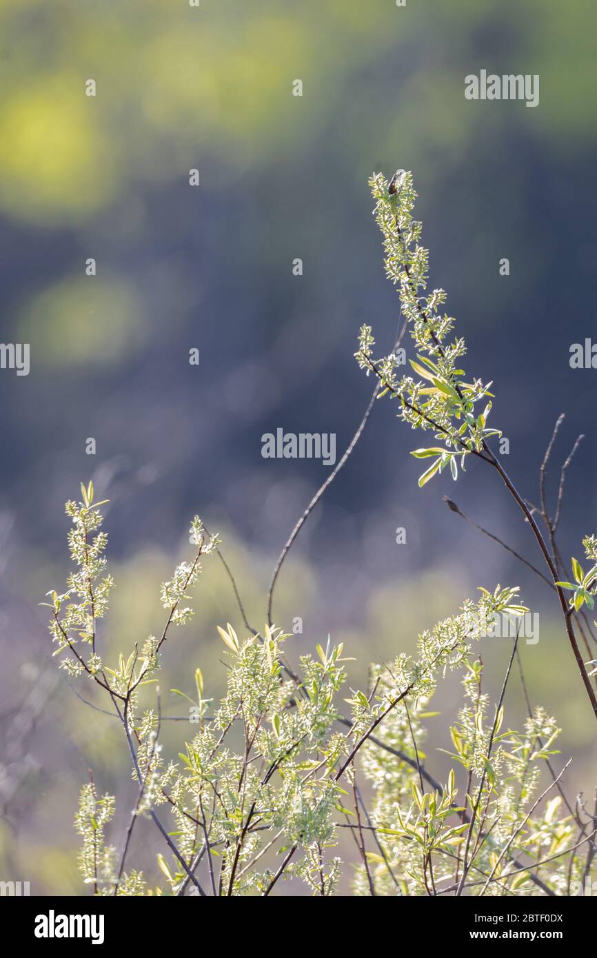Spring background of marsh in morning light Stock Photo - Alamy