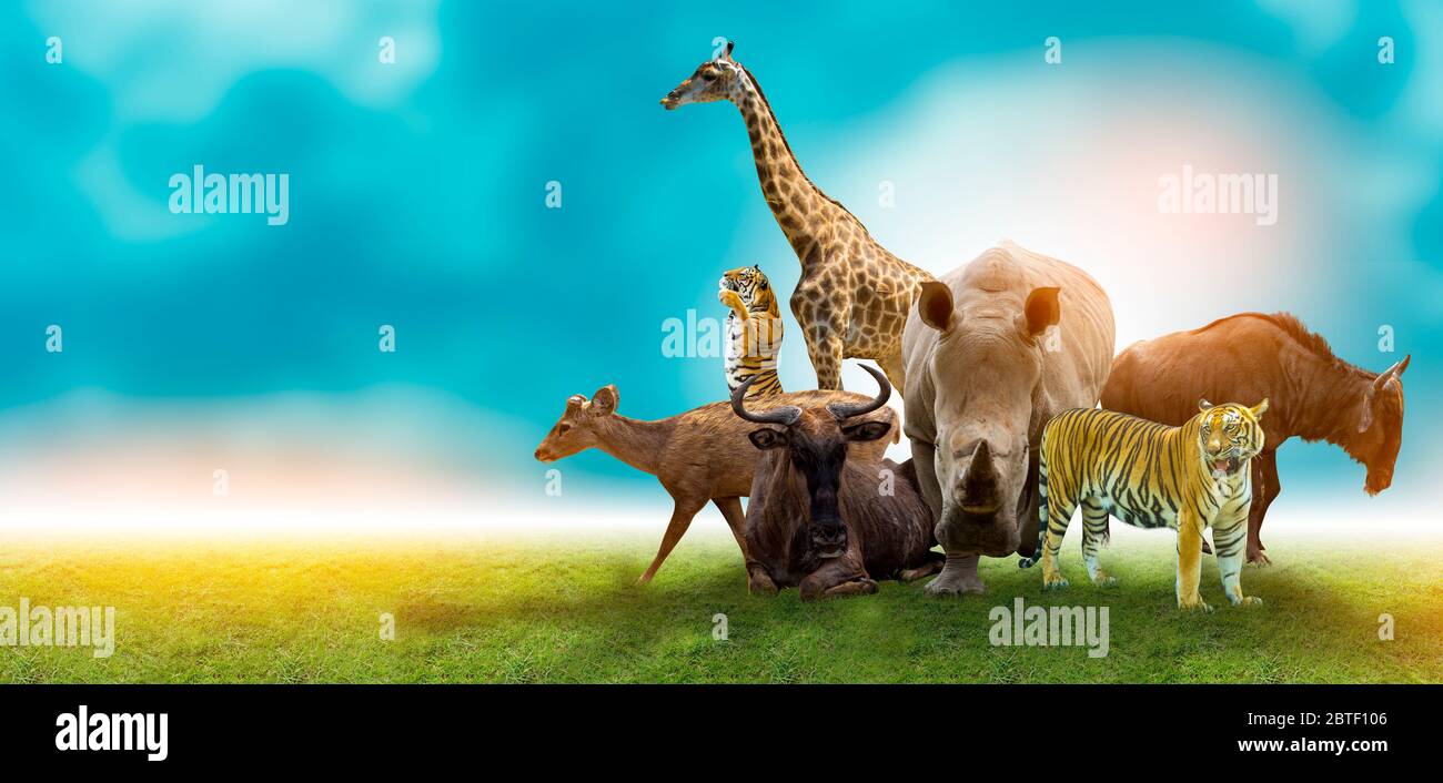 Wildlife Conservation Day Wild animals to the home. Or wildlife ...