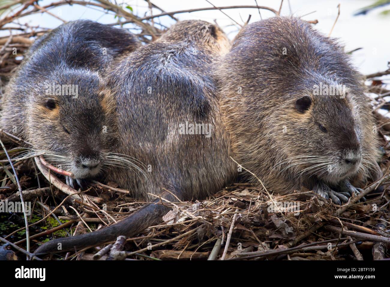 nutria at a pond in the floodplains of the river Rhine, Bonn, North ...