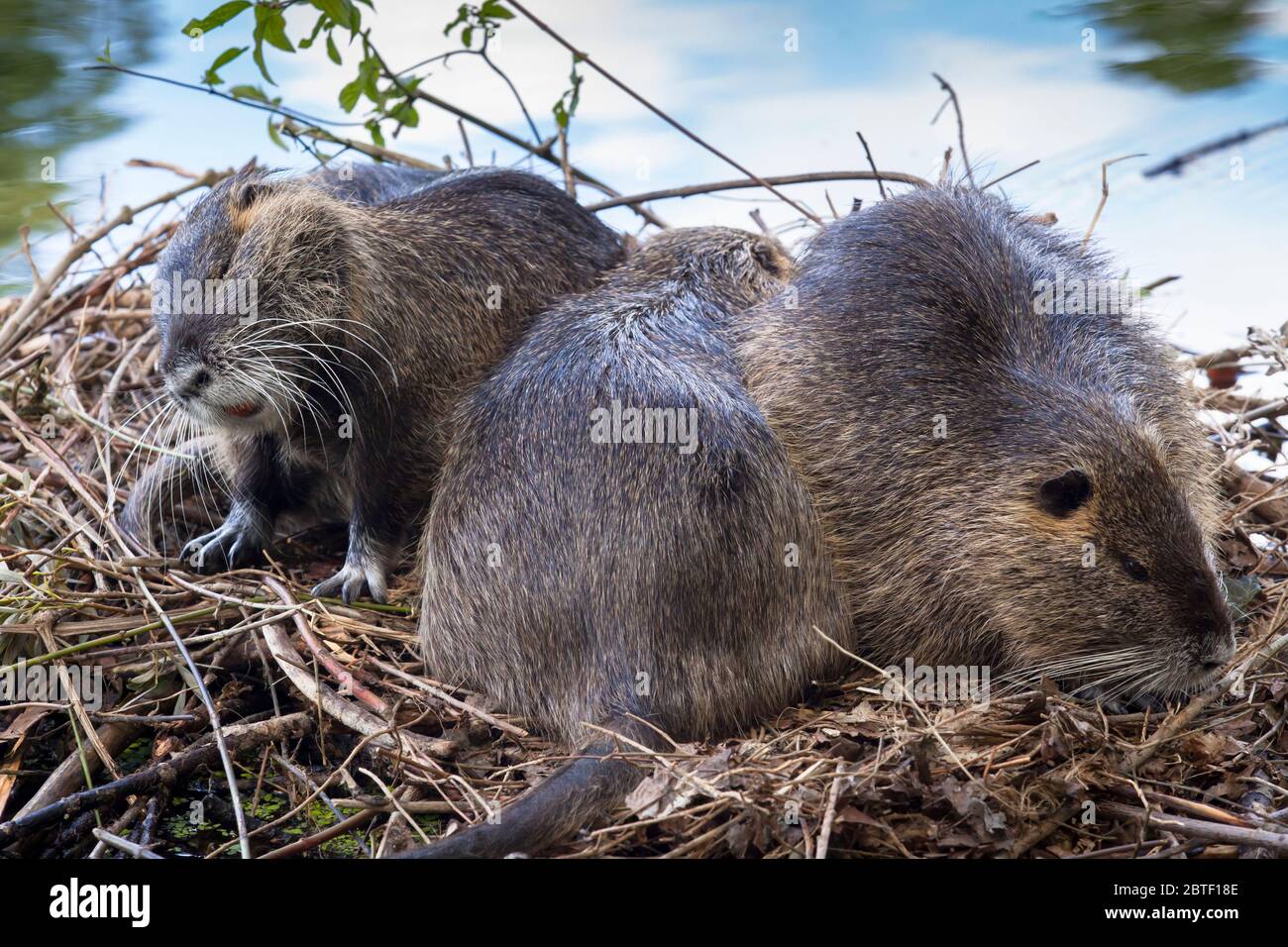 nutria at a pond in the floodplains of the river Rhine, Bonn, North ...