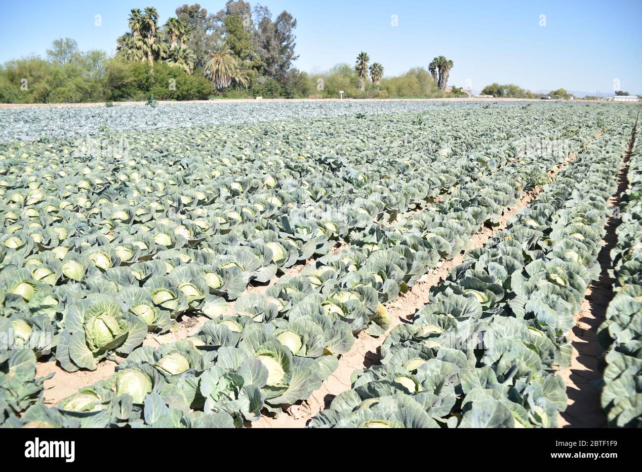 Green Cabbage Patch High Resolution Stock Photography and Images - Alamy