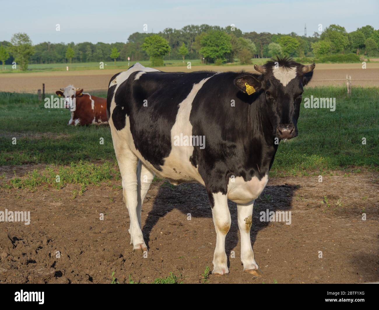 cows in germany Stock Photo - Alamy