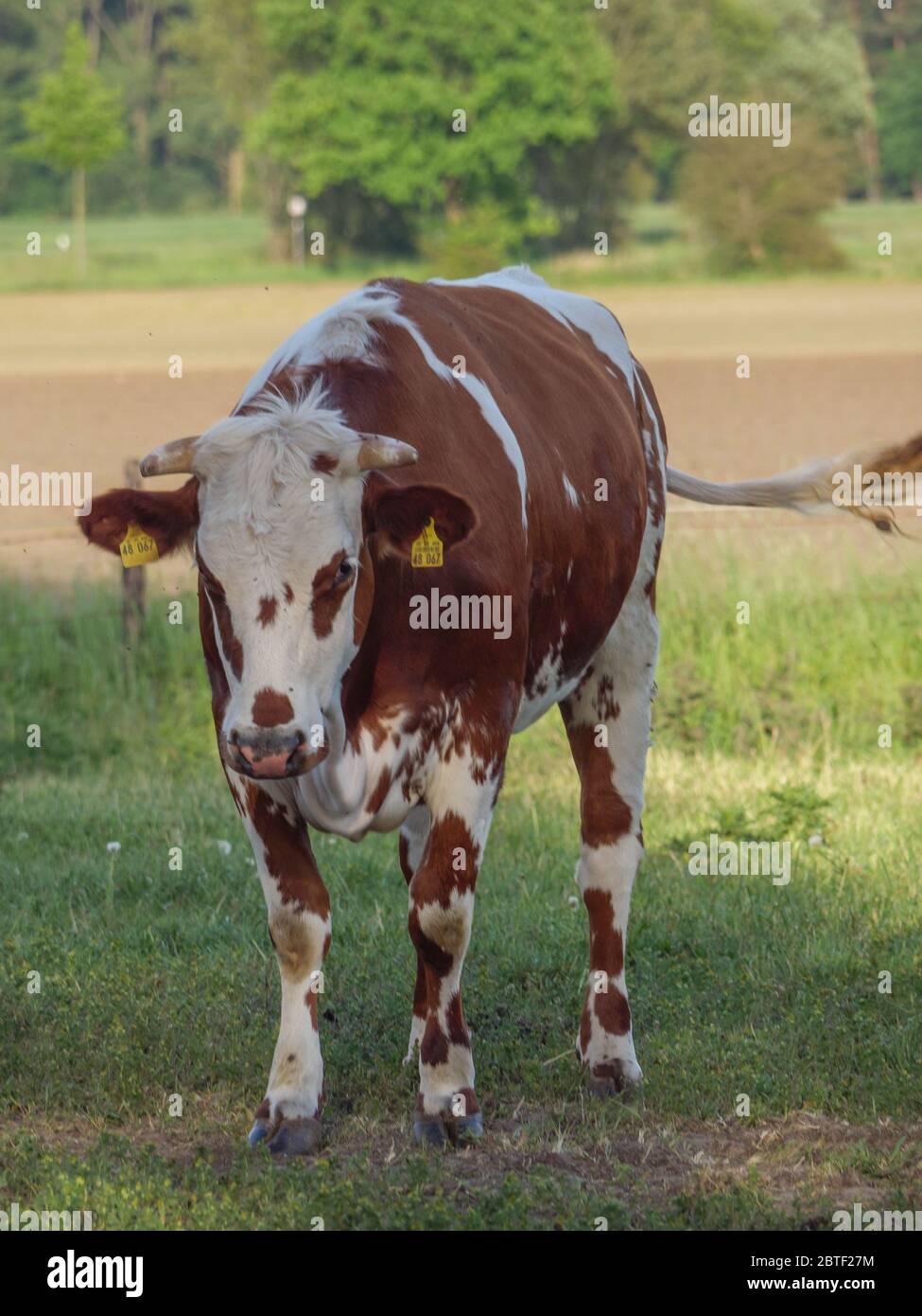 cows in germany Stock Photo - Alamy