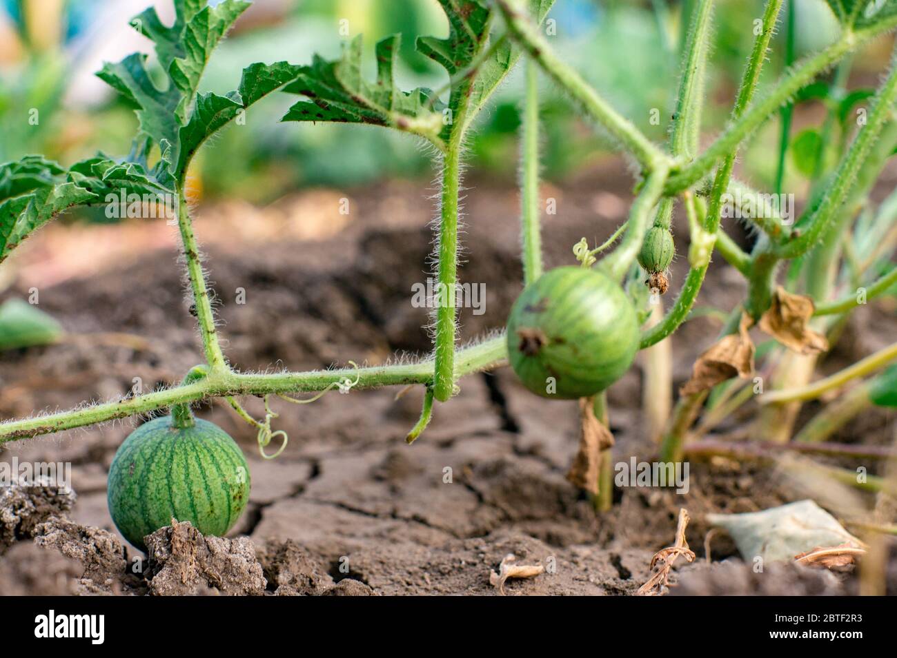 Organic watermelon growing on the field at eco farm. Closeup of growing ...