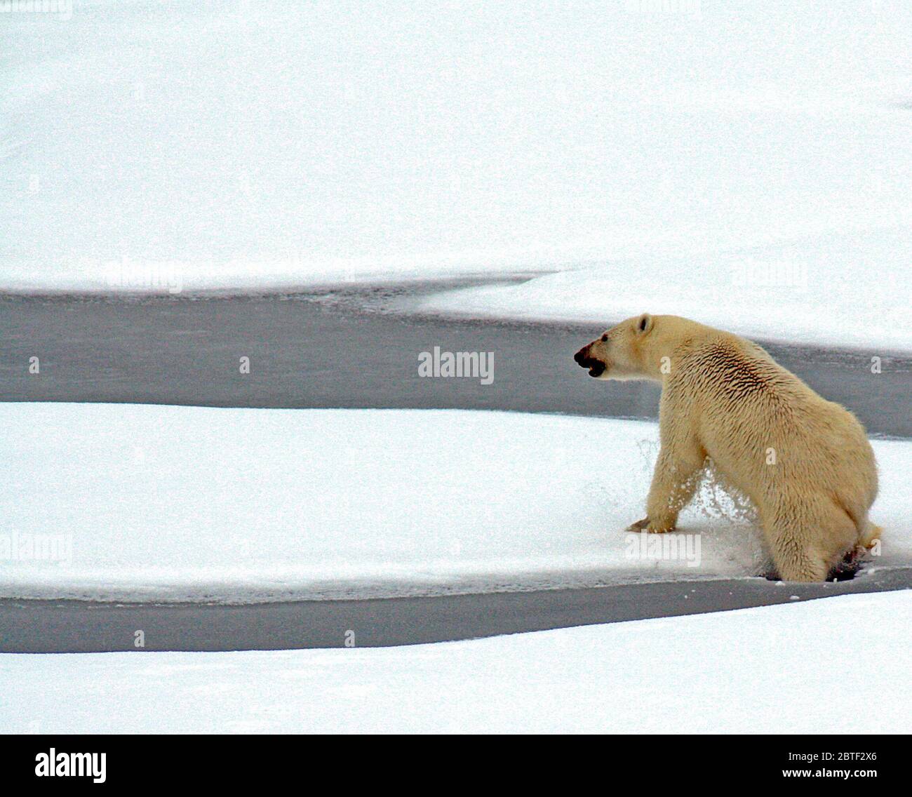 2009 arctic ocean polar bear hi-res stock photography and images - Alamy