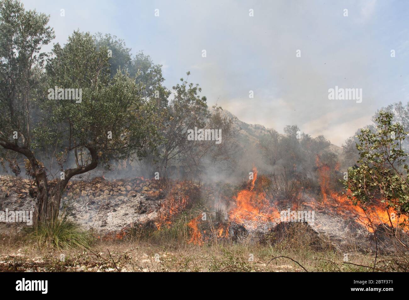 Olive tree flame hi-res stock photography and images - Alamy