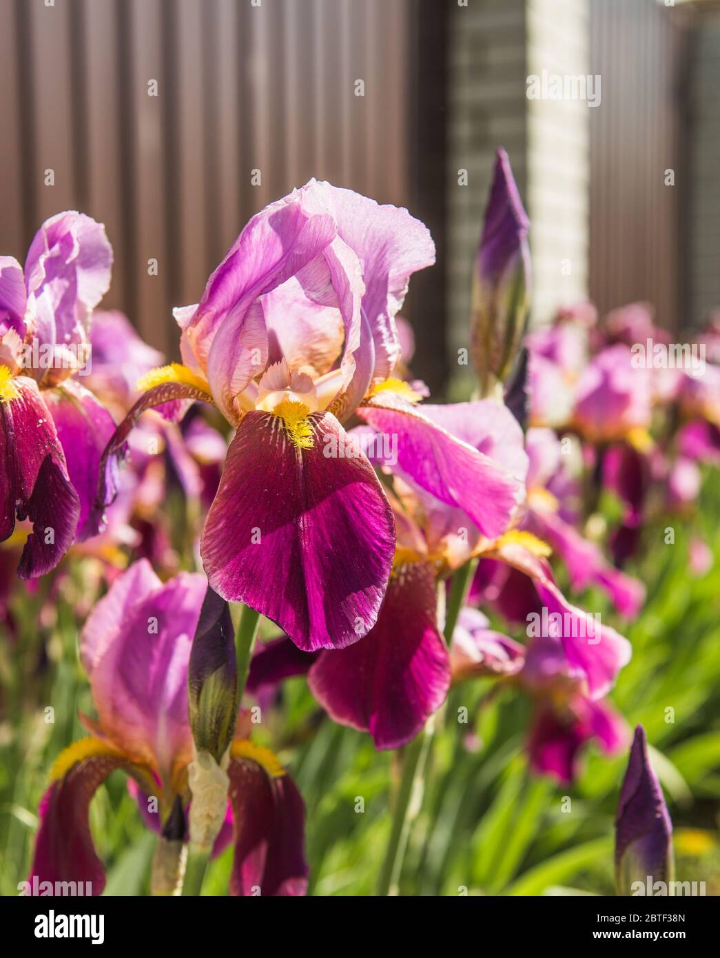 A plant with impressive flowers, garden decoration. Iris germanica is ...