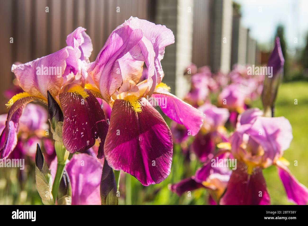 A plant with impressive flowers, garden decoration. Iris germanica is ...