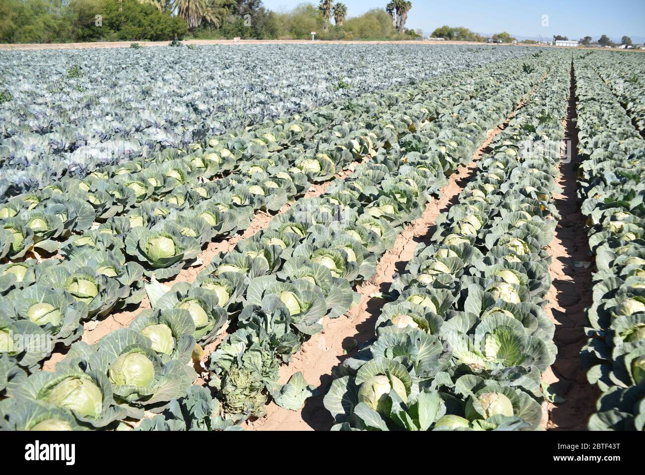 Arizona green cabbage patch Stock Photo - Alamy
