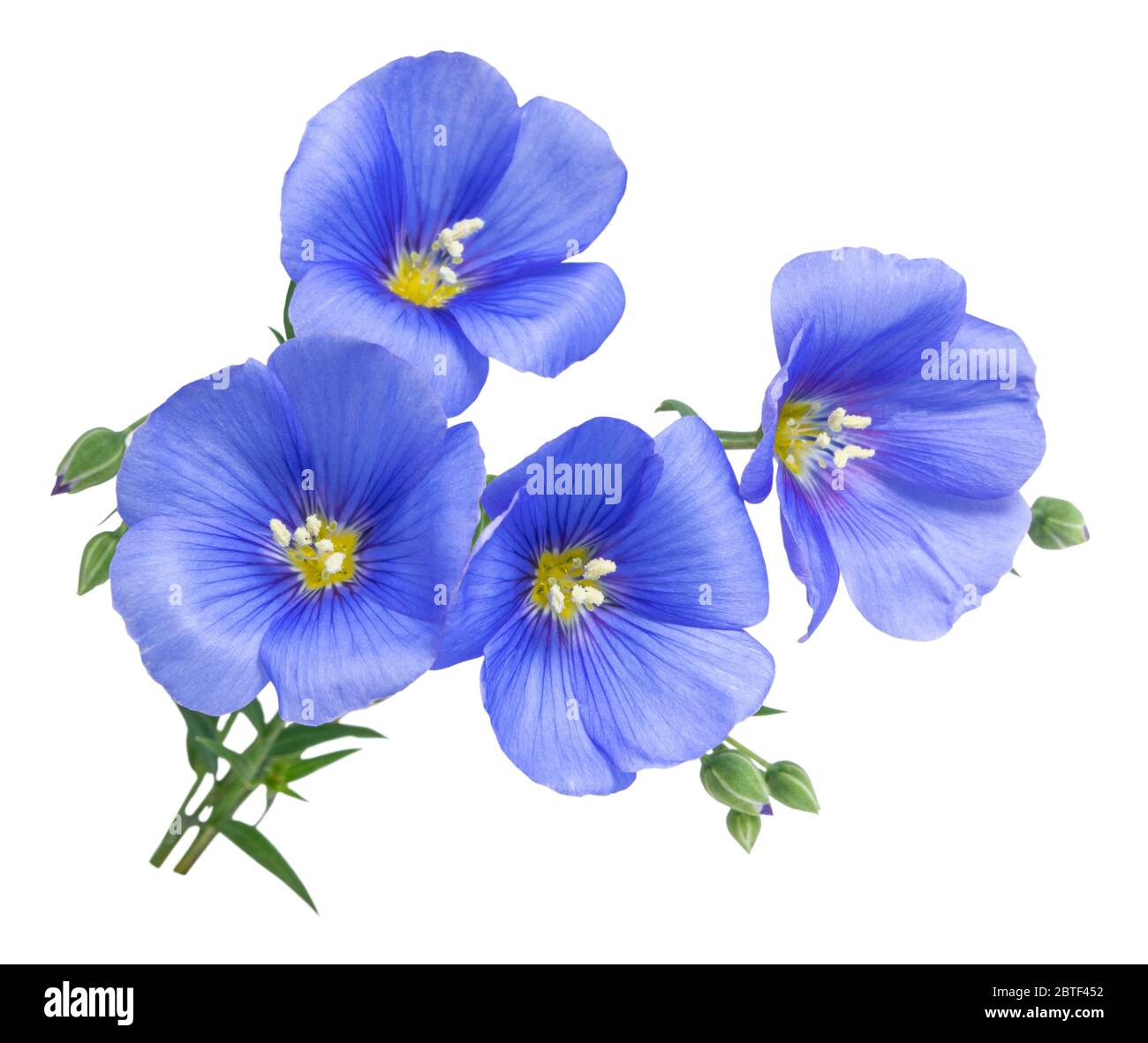 Flax blue flowers isolated on white background Stock Photo - Alamy