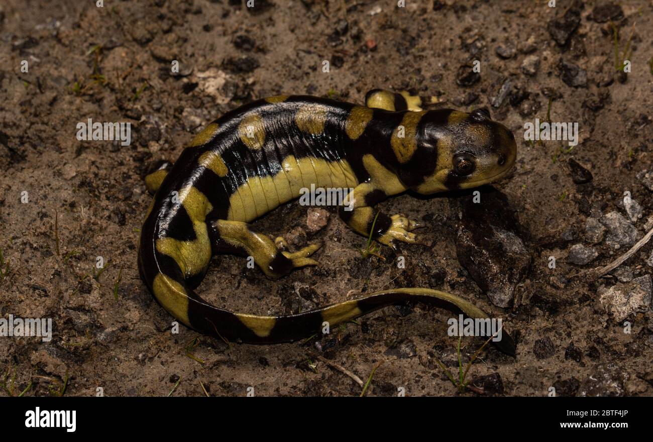 Adult male Barred Tiger Salamander / Arizona Tiger Salamander ...