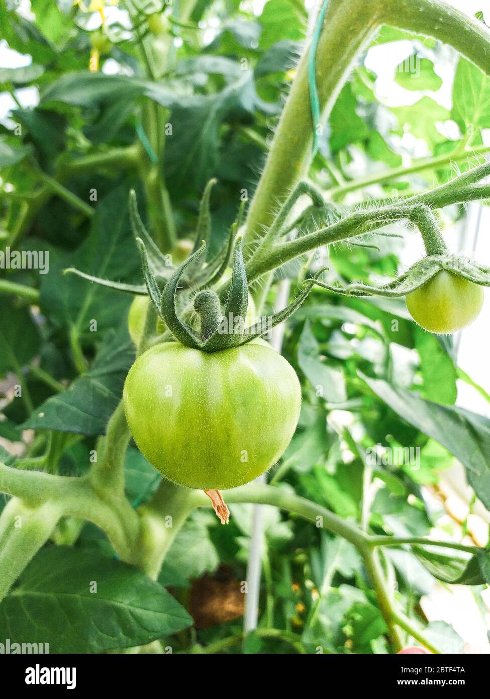 Tree tomato seedling hi-res stock photography and images - Alamy