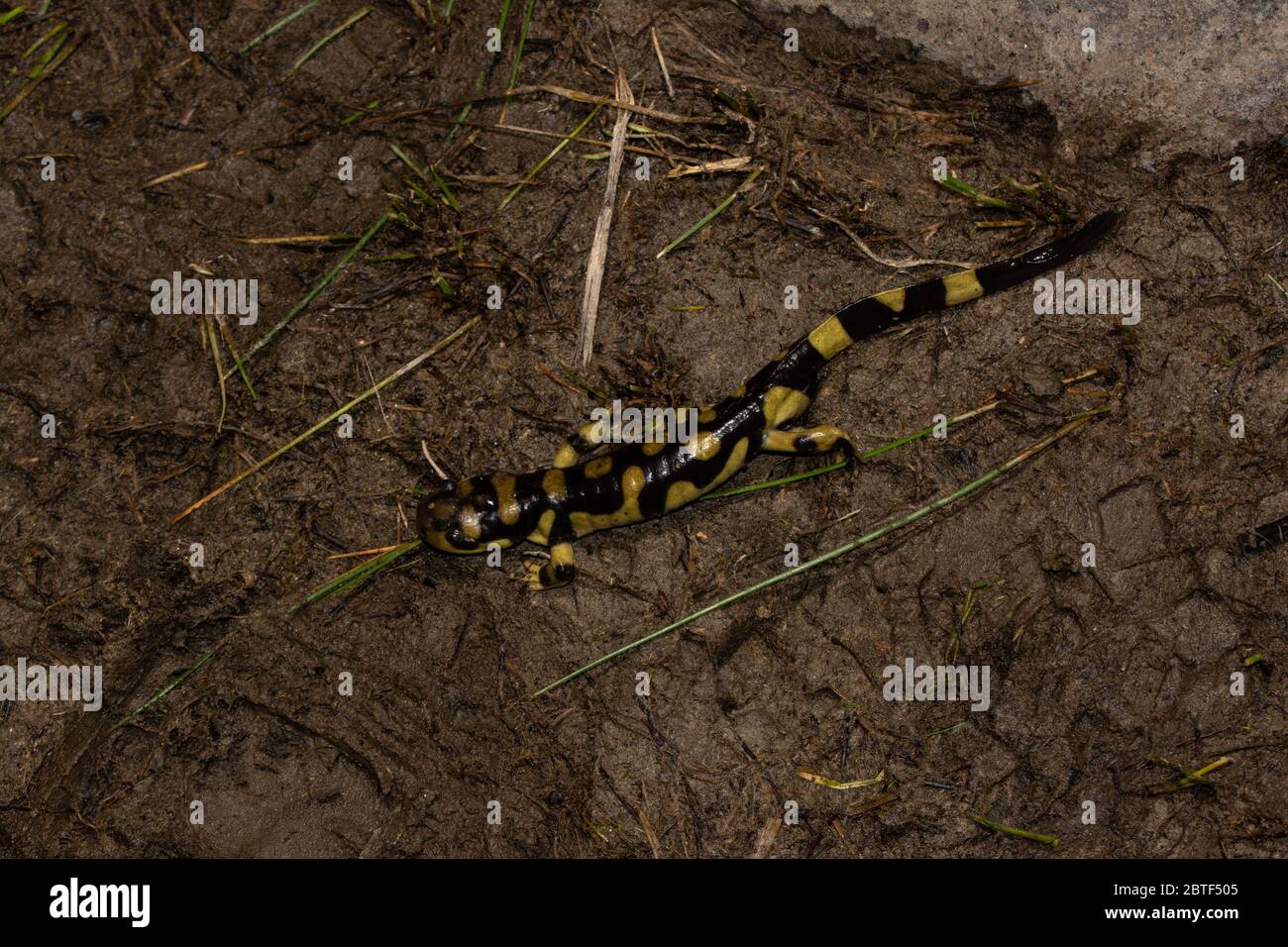 Adult male Barred Tiger Salamander / Arizona Tiger Salamander ...