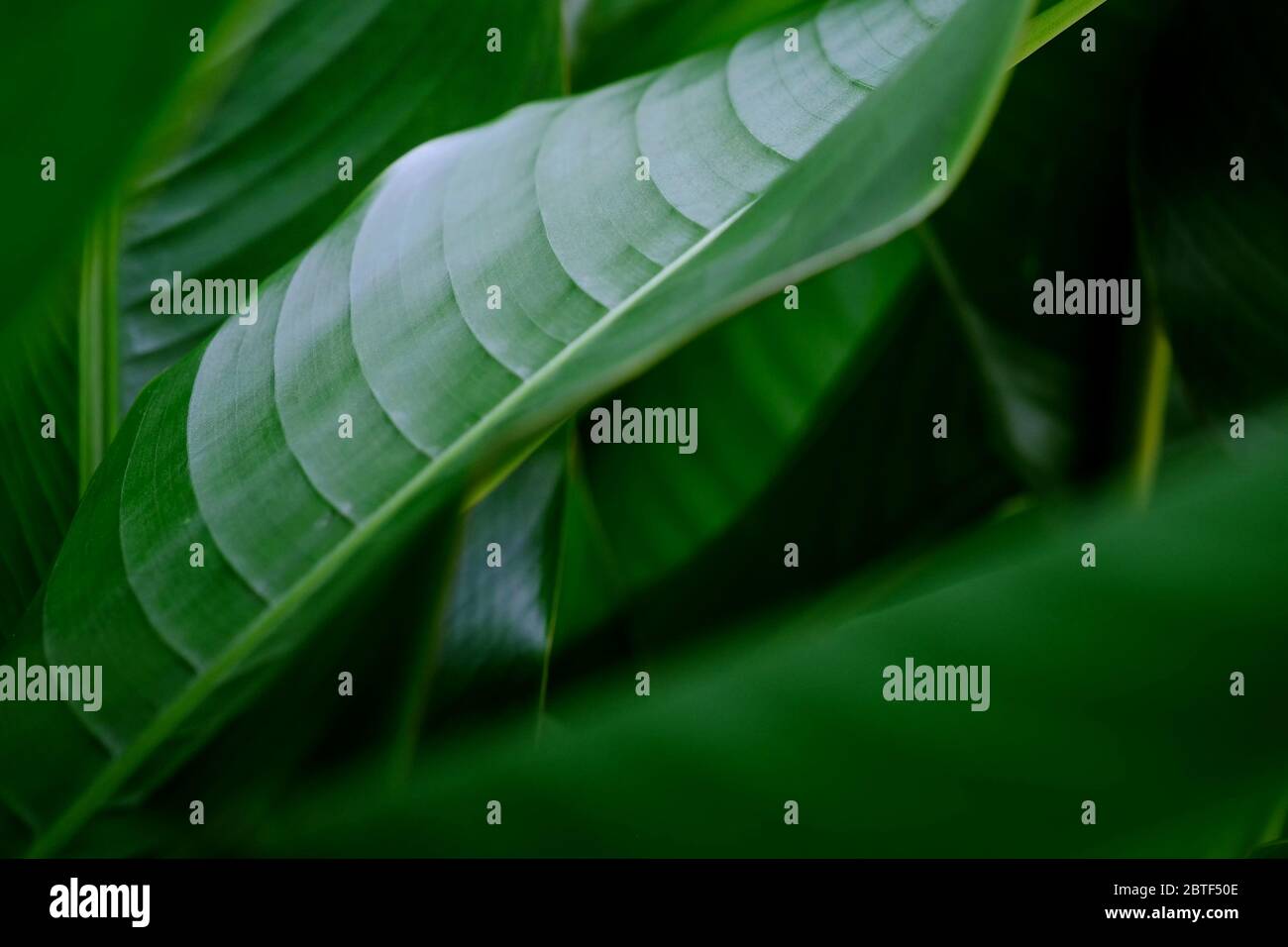 Close up. Leaf vein of tropical leaf, Bird of paradise leaf and natural ...