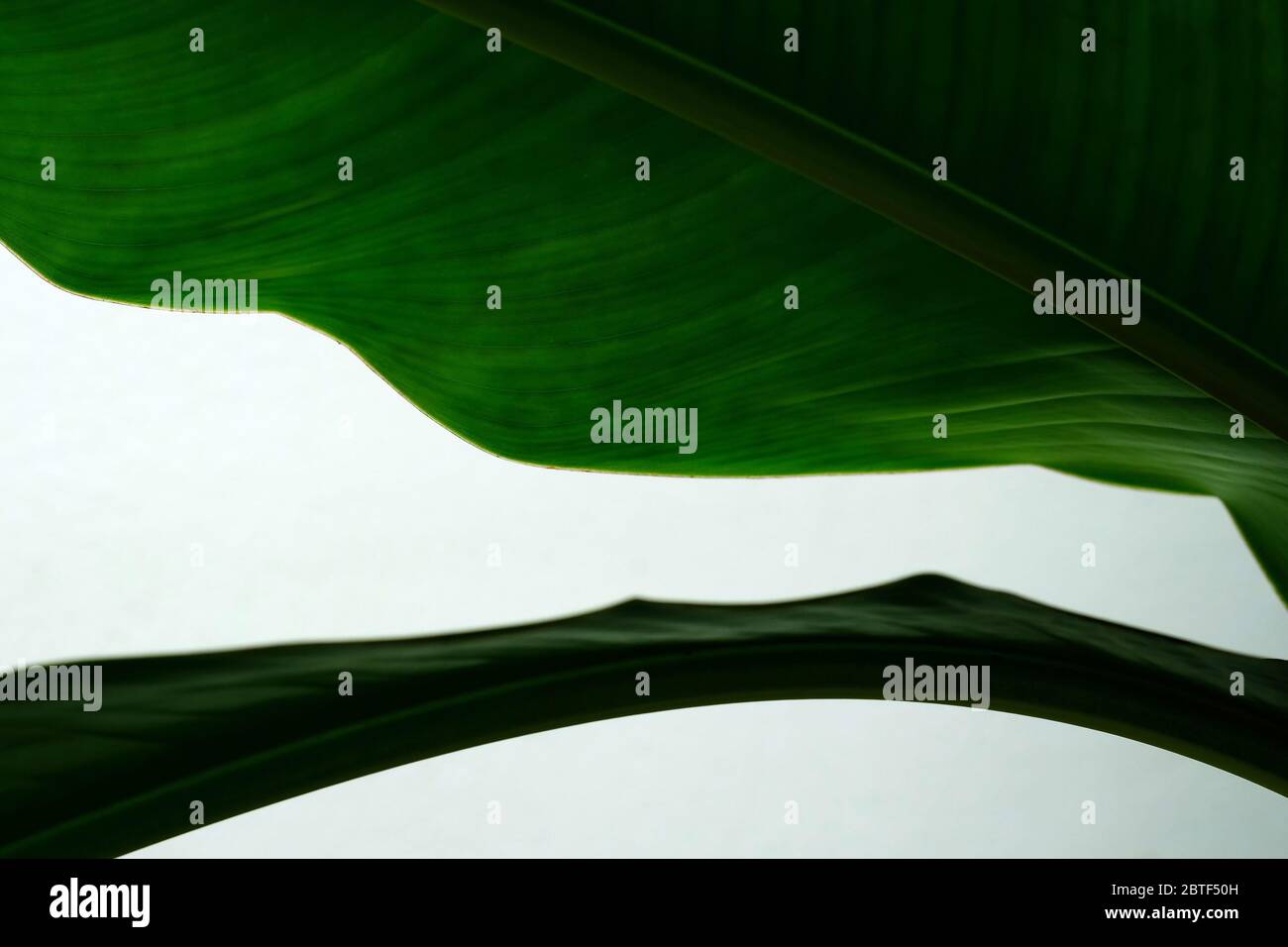Close up. Bottom view of tropical leaf, Bird of paradise leaf. Curve ...