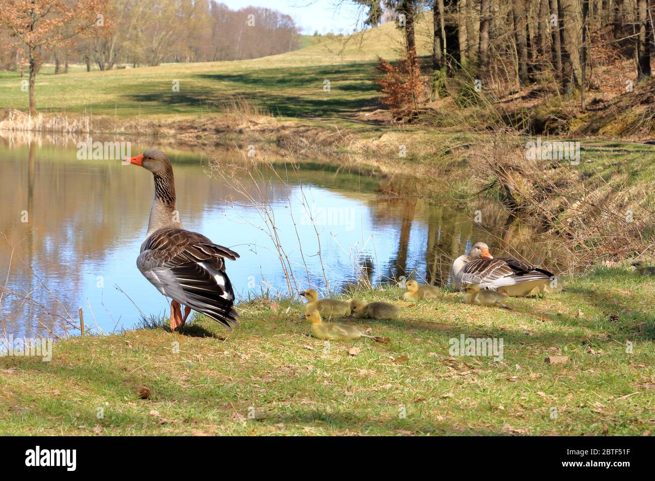 Canada goose family with young goslings on the land Stock Photo - Alamy