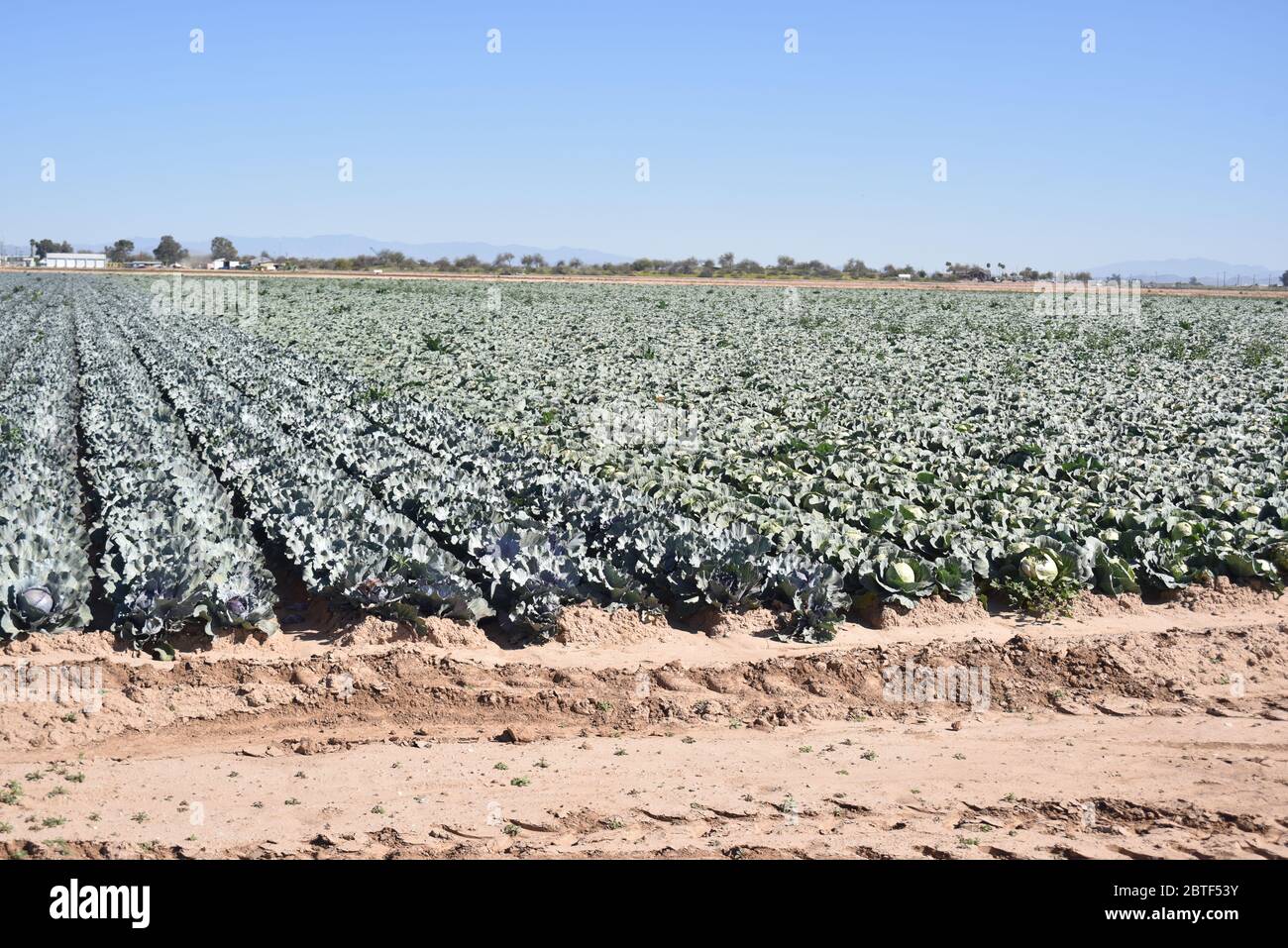 Arizona green cabbage patch Stock Photo - Alamy