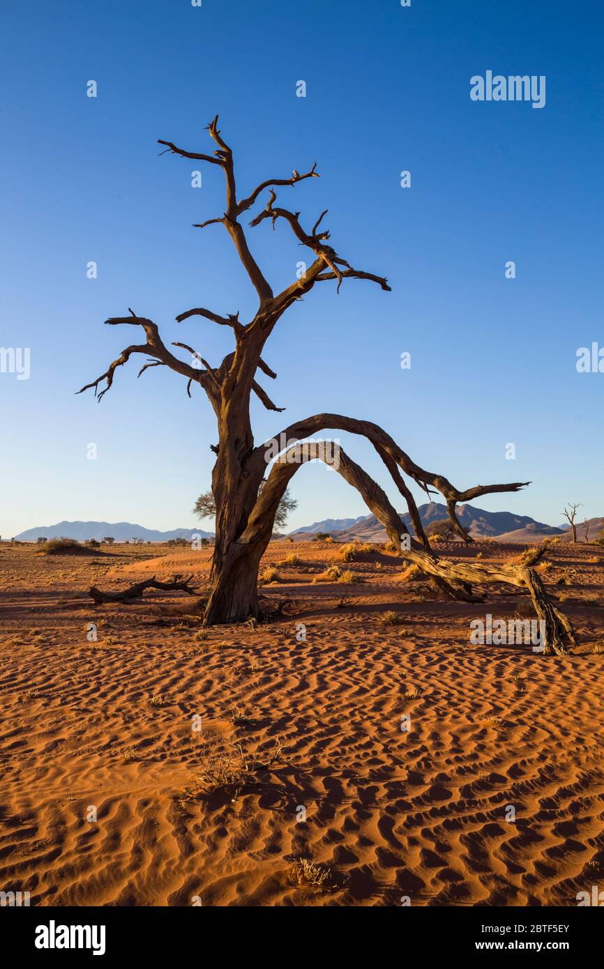 Large dead camel thorn tree in the sand Stock Photo - Alamy